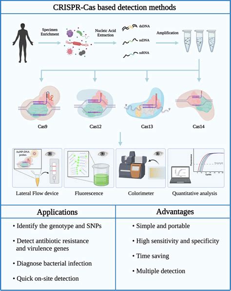 Steps Applications And Advantages Of Bacterial Detection Methods Download Scientific Diagram