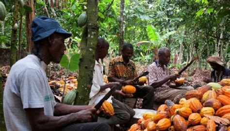 Us Announces Project To Improve Cocoa Value Chain In Nigeria