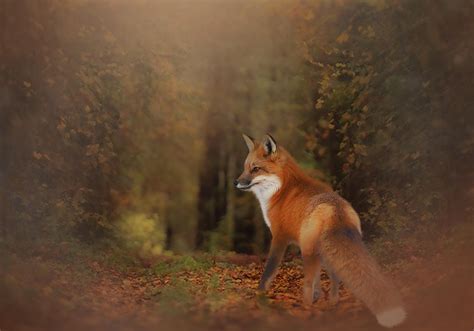 Download Fox Forest Fantasy Royalty Free Stock Illustration Image