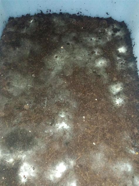 Why Wont My Substrate Get Fully Colonized R Mushroomgrowers