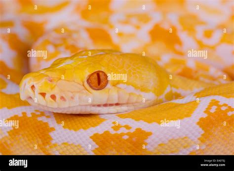 Albino Reticulated Python Python Reticulates Stock Photo Alamy