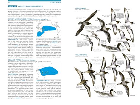 Review Seabirds The New Identification Guide