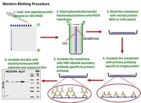 Western Blotting Principle Method And Diagram