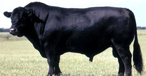 Obat Penggemuk Sapi Teknologi Penggemukan Sapi