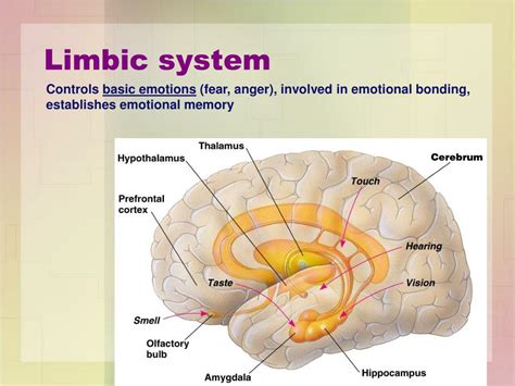 Ppt Chapter 28 Nervous System Powerpoint Presentation Free Download