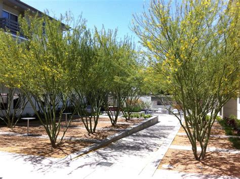 Container Friendly Trees For Patio And Entrance