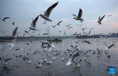 Migratory Birds Fly Over Yamuna River In New Delhi India Xinhua