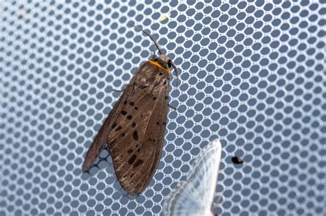 クワゴマダラヒトリDSC 4303 昆虫写真図鑑 ムシミル