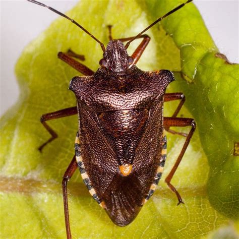 Forest Shield Bug Shield Bugs Bugs Leaf Footed Bug