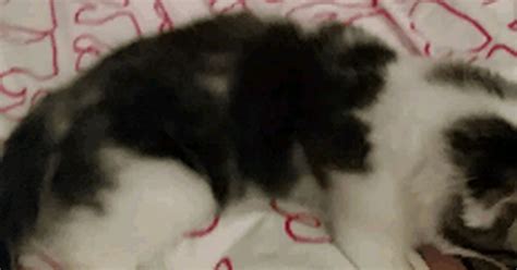 Innocent White Kitty Gets Dragged Along In The Pounce 9gag