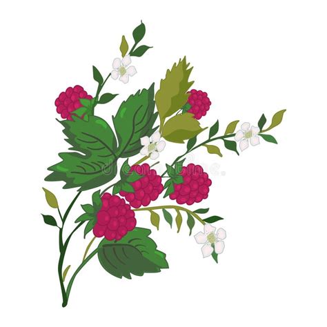 Wild Raspberry Isolated On White Background Raspberry Berries Leaves And Flowers Red