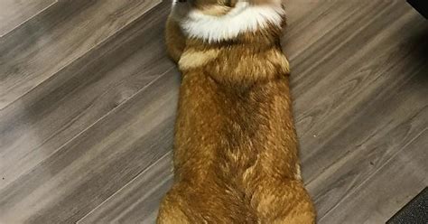 What Up Corgi Butt Album On Imgur