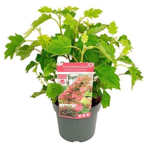 Hydrangea Quercifolia Ruby Slippers — Plant Wholesale Floraccess