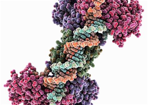 Crispr Endonuclease Dna Complex Greeting Card By Science Photo Library