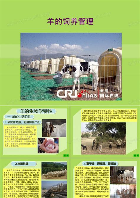 羊的生物学特性及品种ppt模板下载编号lbkkgrpw熊猫办公