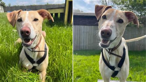 Lurcher Whos Always Smiling Hasnt Had A Rehoming Application In Six
