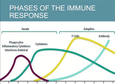 Immunology Wbc Components Of Adaptive Immune System Lymphocytes Flashcards Quizlet