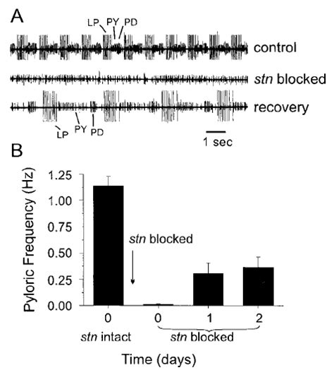 Effect Of Stn Block On The Pyloric Rhythm A Extracellular Recordings