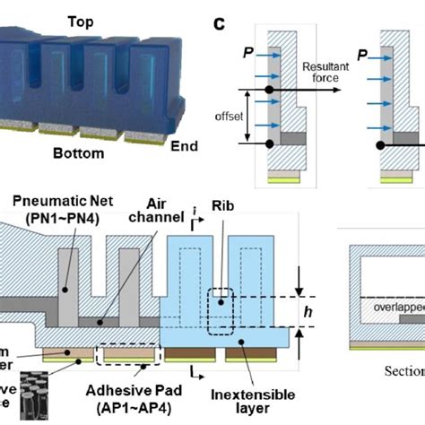 A Design Of The Spaa B Schematic Illustration C Actuation