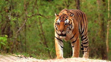 অবশেষে বক্সায় রয়্যাল বেঙ্গল টাইগার নিয়ে কী সুখবর দিল Ntca