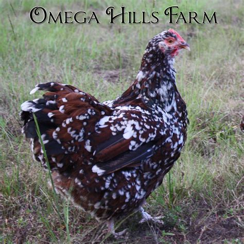 English Jubilee Orpington Chickens And Hatching Eggs For Sale