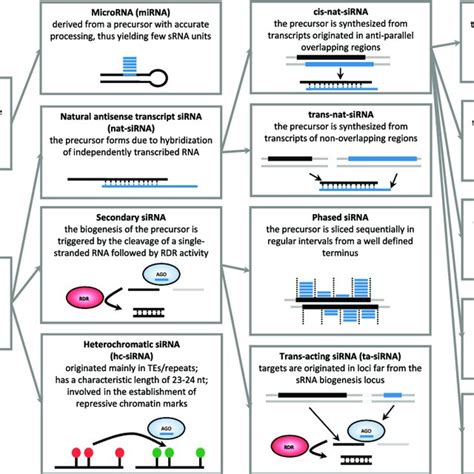 A Stratified Classification Scheme For Srna In Plants Download