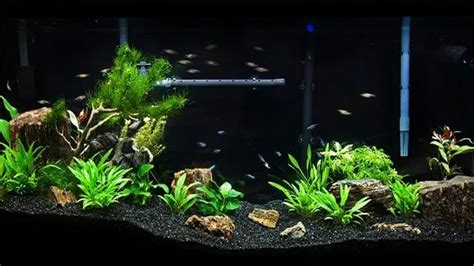 How To Make A Low Tech Planted Aquarium Tips And Tricks For Beginners