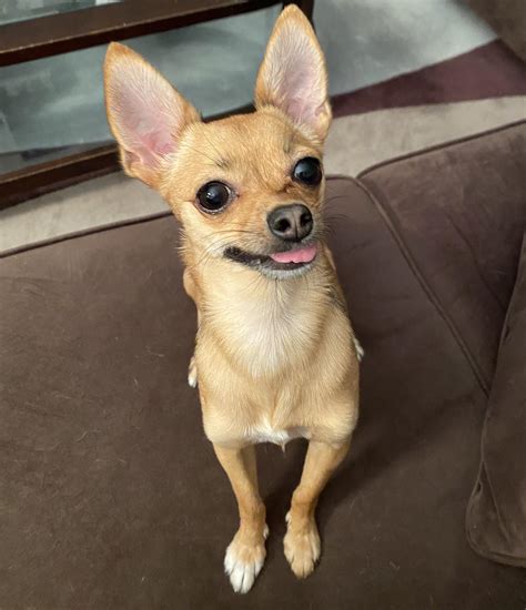 Throw The Toy Blop R Blop