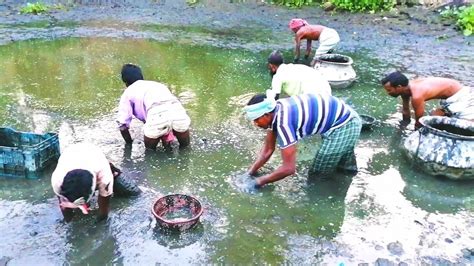 Asian Traditional Fishing Fish Catching By Village People Village