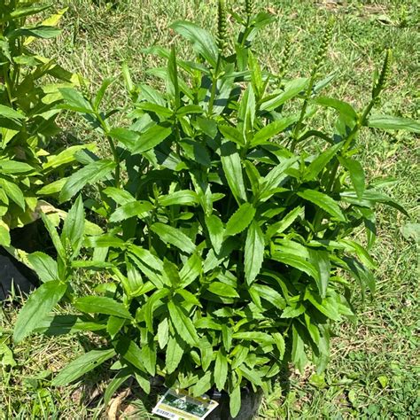 Physostegia virginiana 'Crystal Peak White', Obedient Plant 'Crystal ...