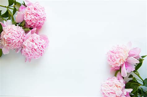 흰색 배경에 분홍색 모란 꽃의 창조적 인 레이아웃 텍스트의 공간을 복사합니다 플랫 레이 미니멀리즘과 자연 개념 개념에 대한 스톡