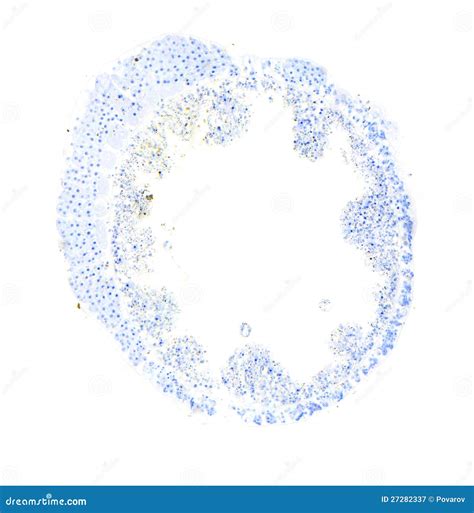 Hydra Under The Microscope Stock Image Image Of Slide 27282337