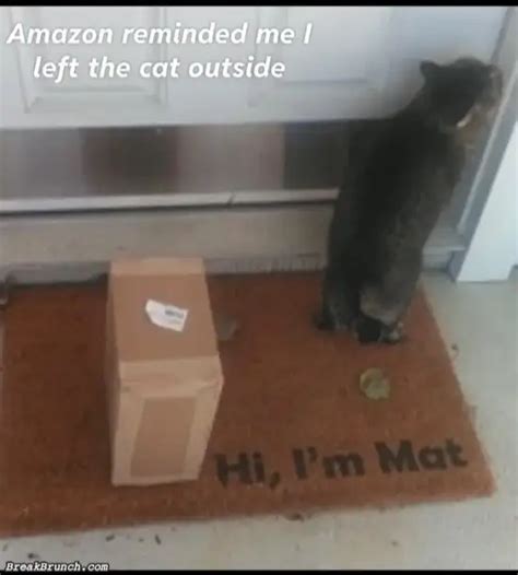 17 Pictures Of Cute Cat Burritos Breakbrunch