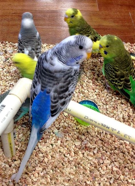 Free Picture Parakeet Parrot Bird Looking Cage