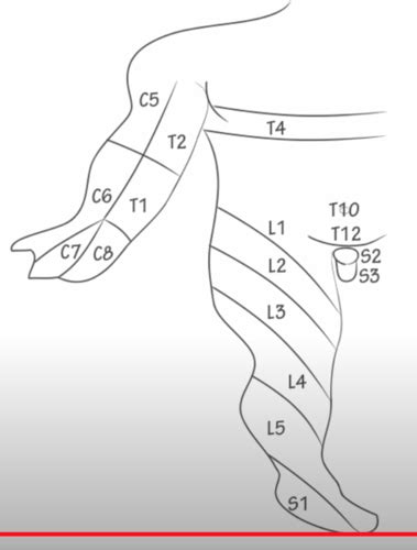 Dermatomes Flashcards Quizlet