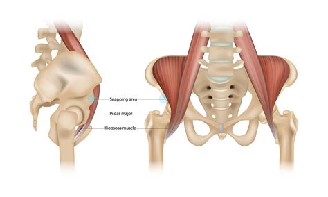 Anatomie tout savoir sur le Psoas muscle de l âme