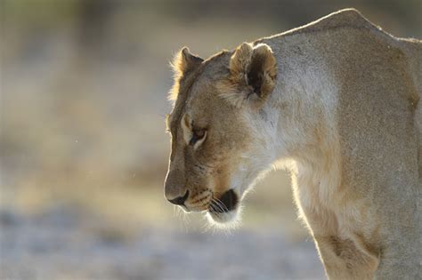 라이오 네 스 Namutoni 캠프 Etosha 국립 공원 근처 0명에 대한 스톡 사진 및 기타 이미지 0명 가축떼 관광