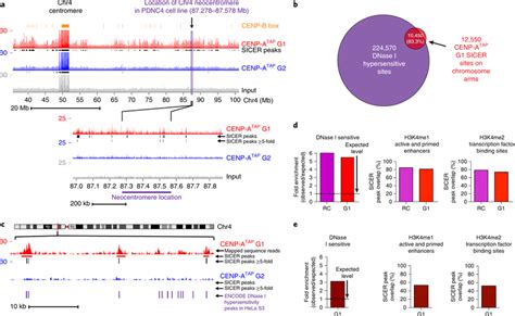 Neocentromeres Are Not Positioned At Sites Of Preferential Cenp A Download Scientific Diagram
