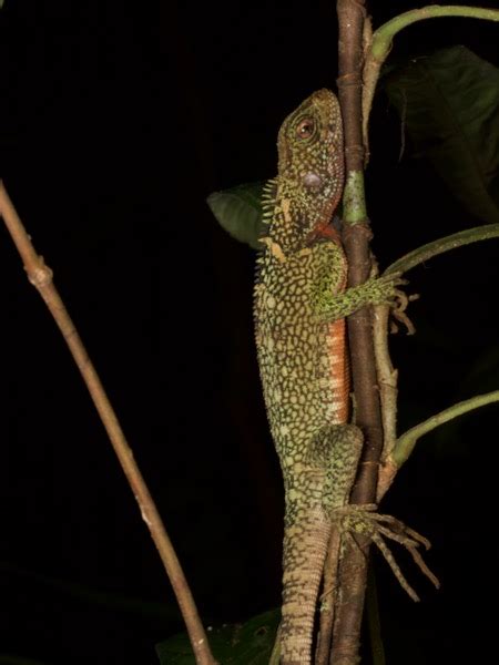 Amazon Rainforest Lizards