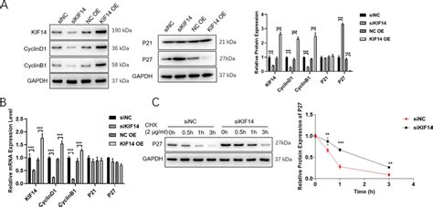 Kif14 Knockdown Results In Cervical Cancer Cell Cycle Arrest Hela