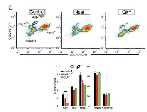 Recombinant Anti Neun Antibody [epr12763] Neuronal Marker Alexa