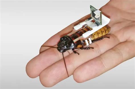Une Discovery Cyborg Cockroaches