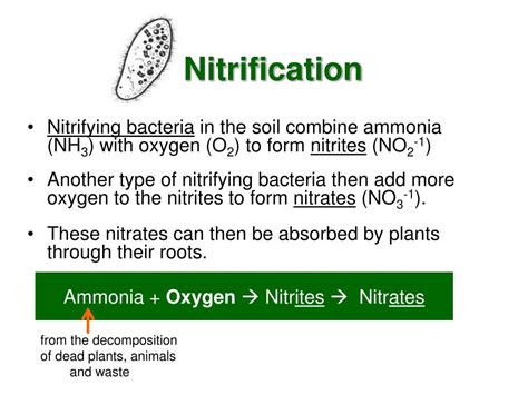 Ppt The Nitrogen Cycle Powerpoint Presentation Free Download Id