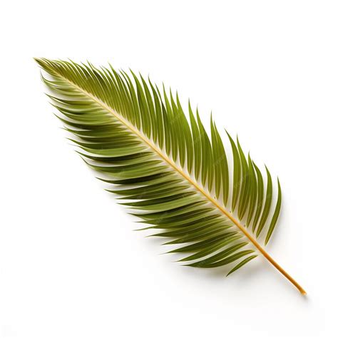 Premium Ai Image Isolated Of A Feathery Cypress Leaf On White Backgr