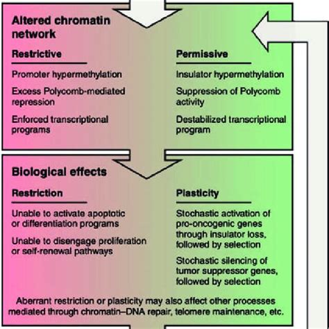 Chromatin Homeostasis Is Disrupted In Cancer To Be Overly Restrictive