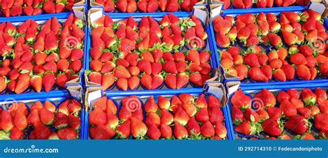Cestas De Fresas Rojas Maduras Para La Venta En El Mercado De Frutas Y