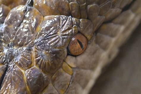 The Eye Of The Reticulated Python Enclosure By Thebootesartvoid On