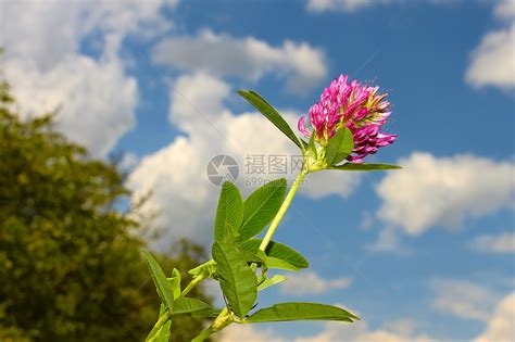 三叶草花草地花瓣叶子阳光太阳草本植物农业宏观萼片蓝色高清图片下载 正版图片320577594 摄图网