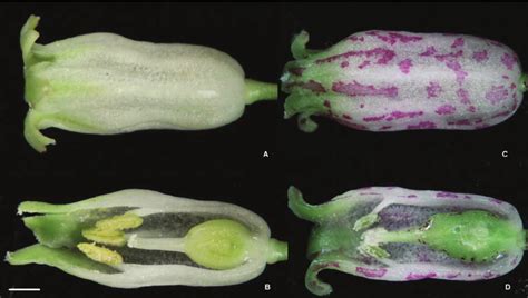Perigone Details Of Polygonatum Costatum And P Punctatum With The