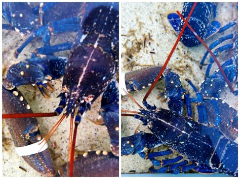 Vente plateaux de fruits de mer au Crès et Montpellier 34